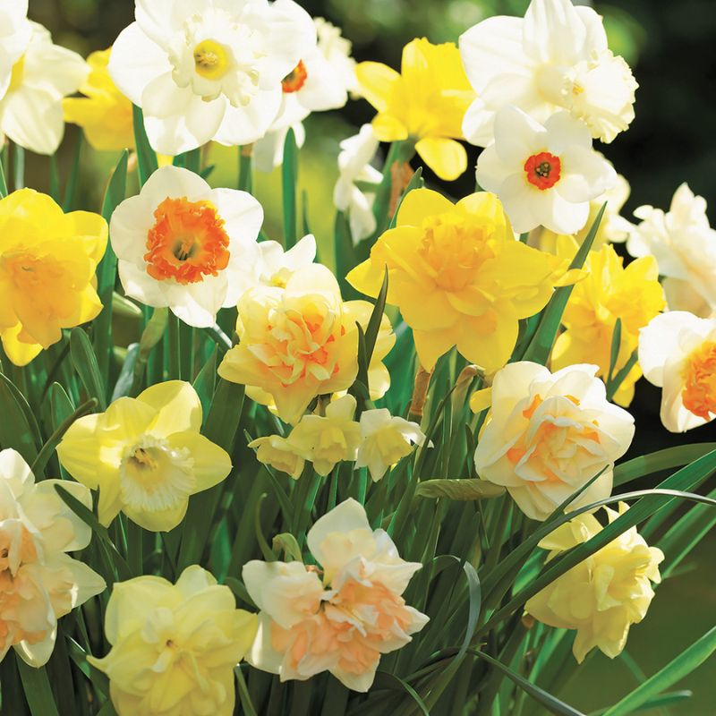 Mixed Daffodils (8 Bulbs) – IRaiseMore.com